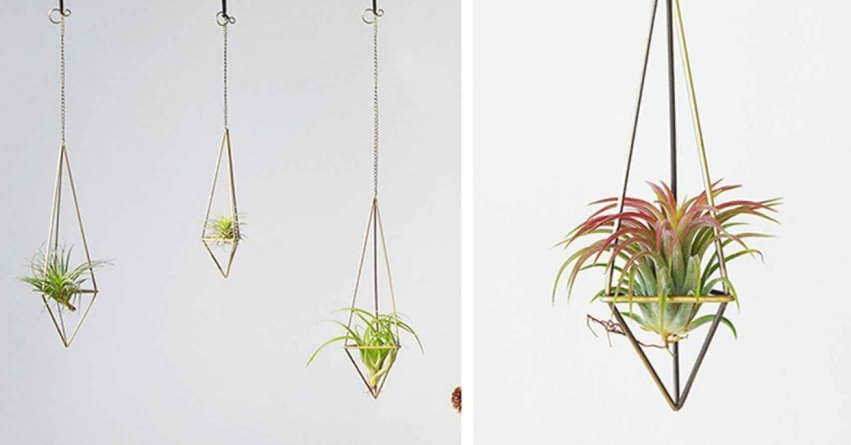 Plantas Que No Necesitan Tierra Plantasmanía 🌱 🌱 9630