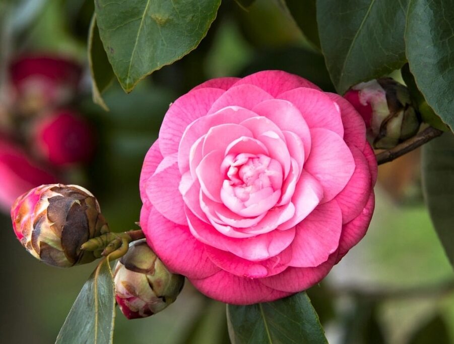 Los mejores arbustos con flores rojas para embellecer tu jardín ...